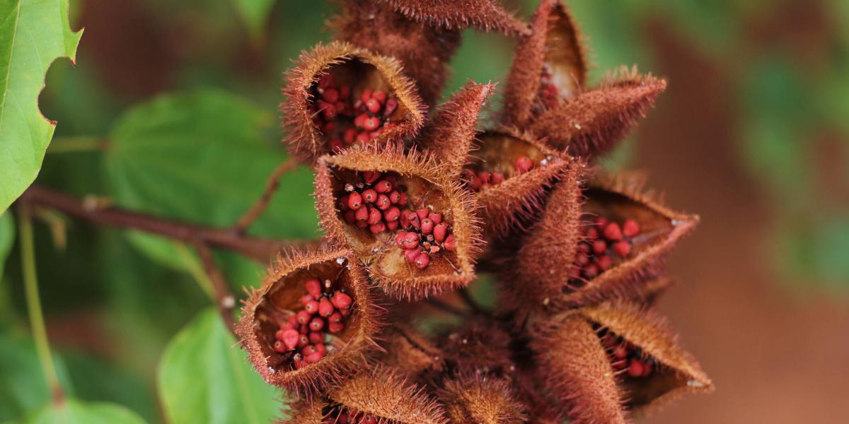 Achiote, para qué sirve y sus beneficios en la salud