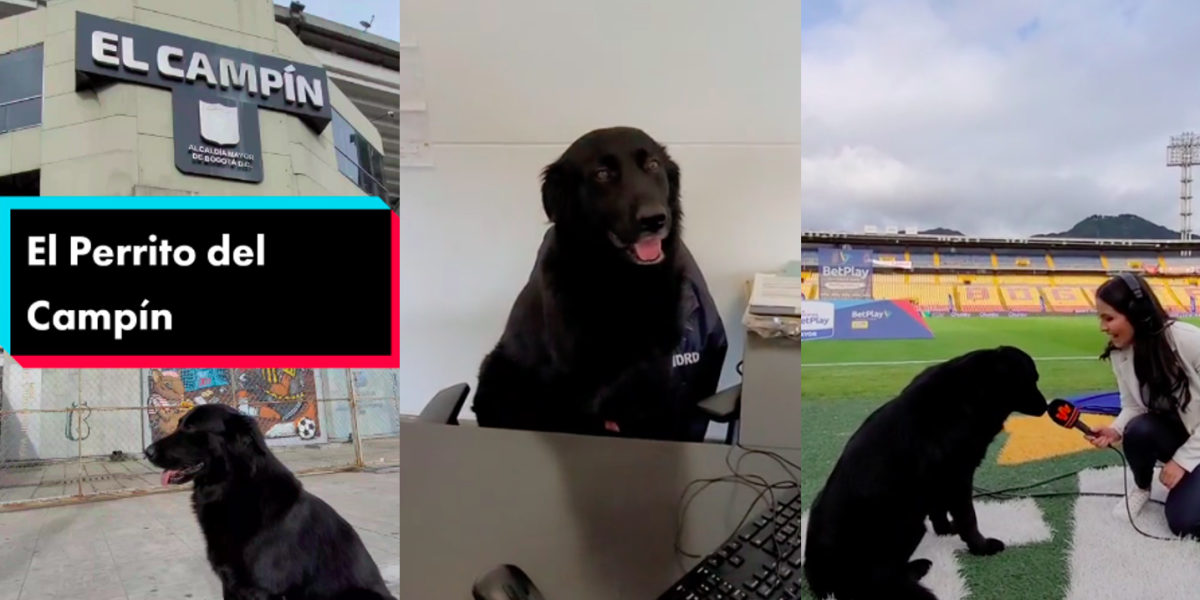 Conozcan a Tony Camacho: el firulais del Campín: cómo llegó al estadio ...