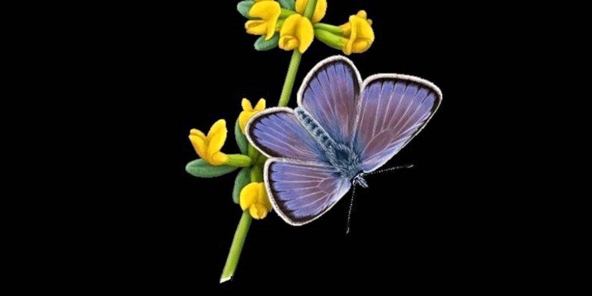 Secuencian el genoma de una mariposa cuya extinción fue causada por los ...