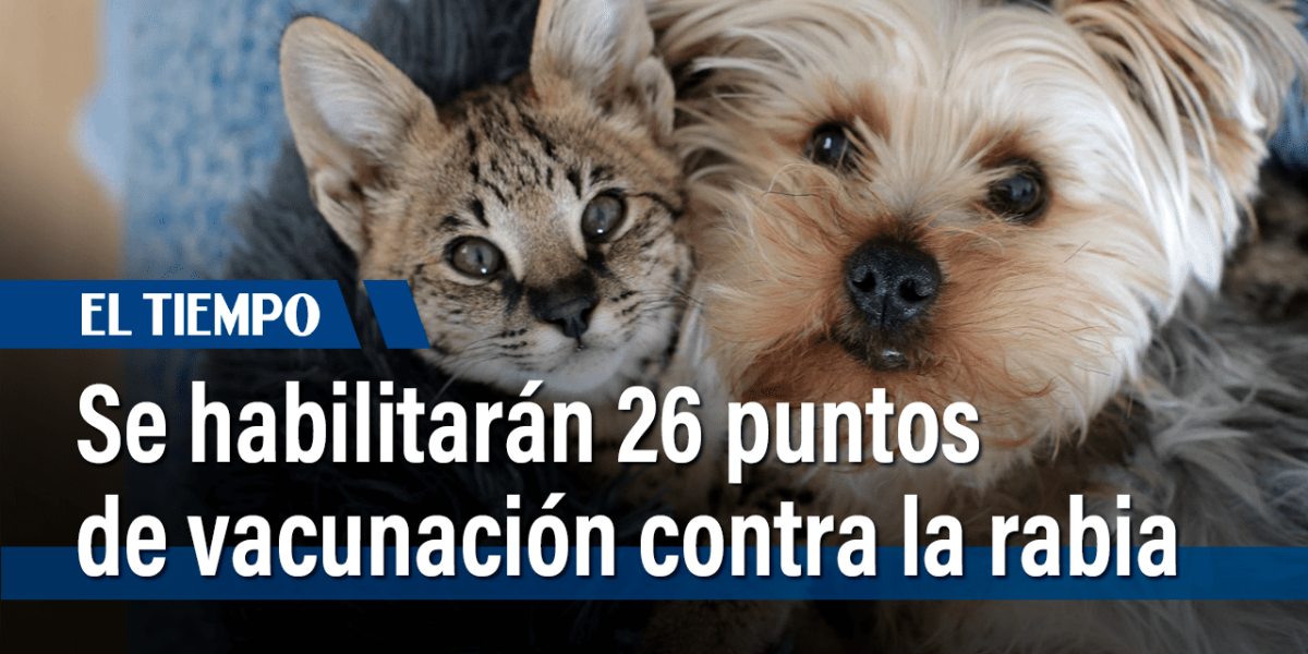 80.000 dosis de vacunas contra la rabia para perros y gatos