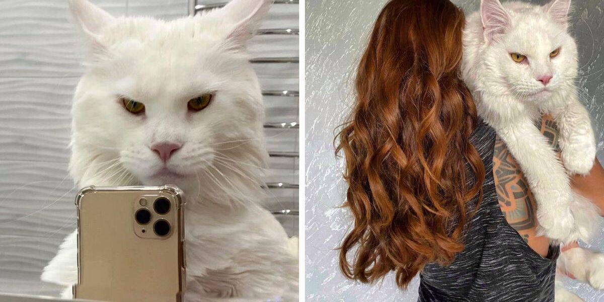 Kéfir, el gato más grande del mundo que triunfa en Instagram