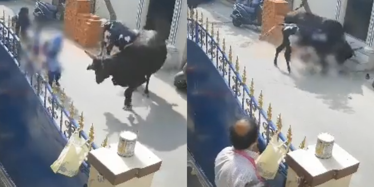 India: un menor fue embestido por una vaca en plena calle