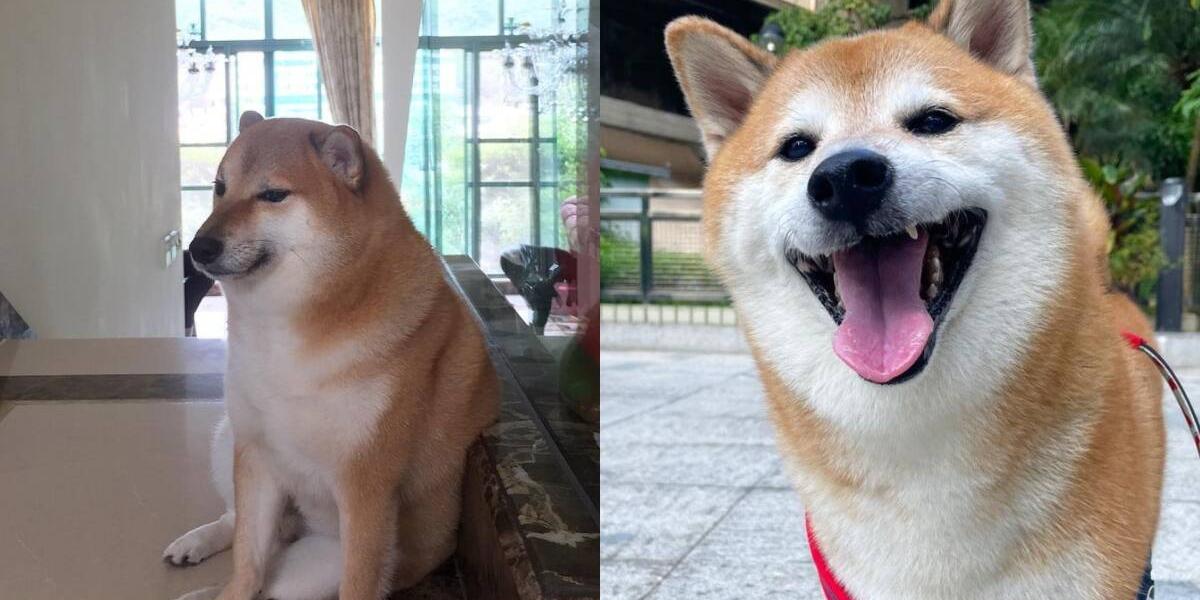 Murió 'Cheems', el perro meme y más viral de Internet ¿qué le pasó?