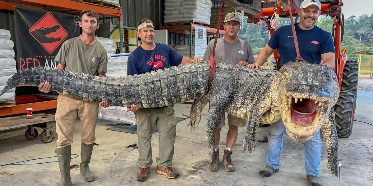 El enorme caimán que logró atrapar un grupo de hombres