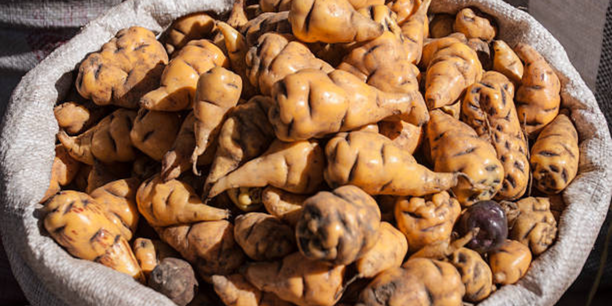 A comer cubios: ¿qué aportes tiene para la salud y por qué son tan ...