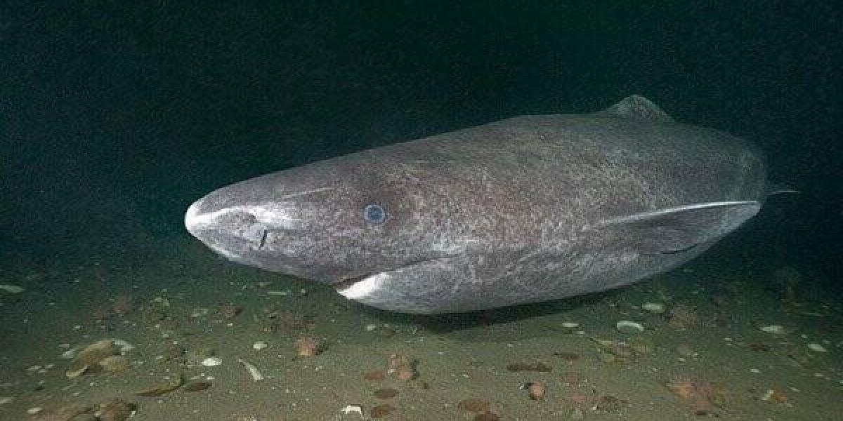 Vuelven a fotografiar a tiburón que nació hace más de 500 años: ¿cómo ...