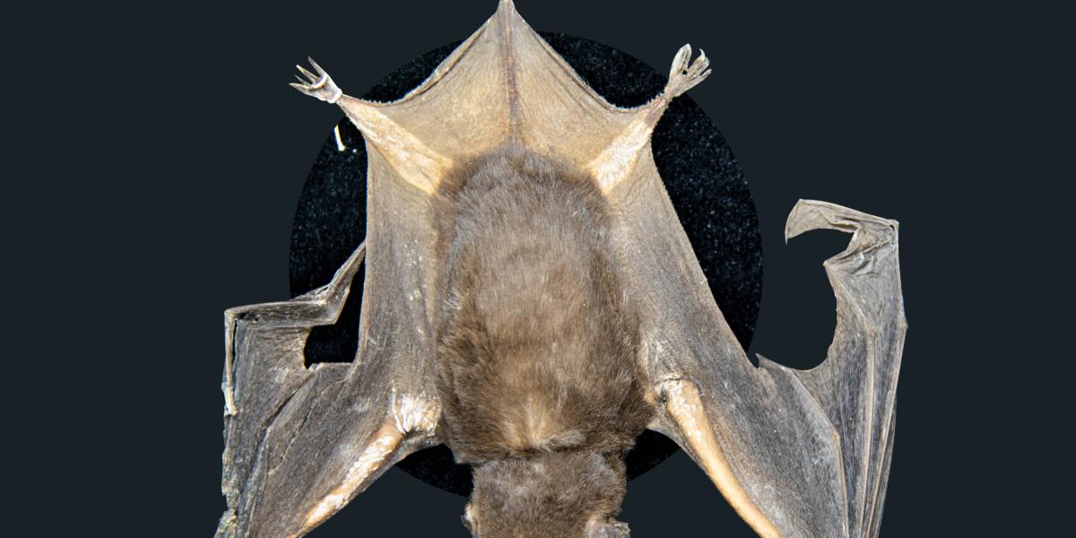 Chillido de los murciélagos y su relación con la tecnología y la salud