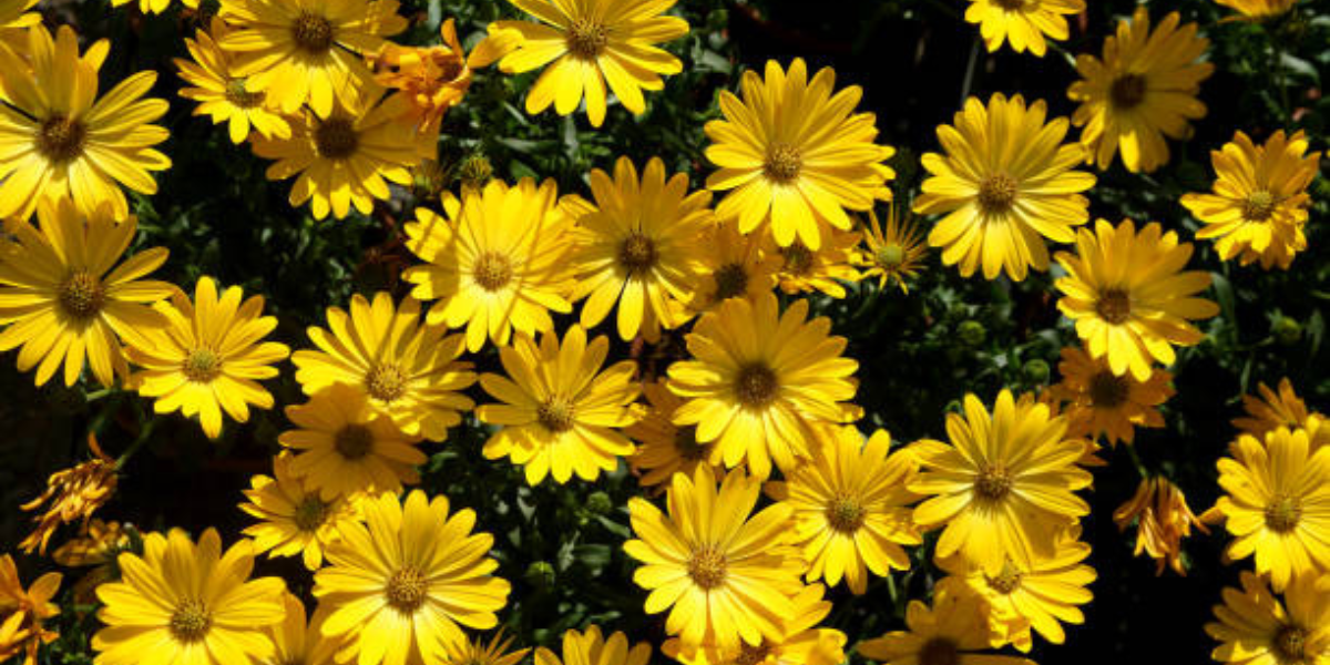 Plantas Que Producen Flores Amarillas Plantas Con Flores Amarillas