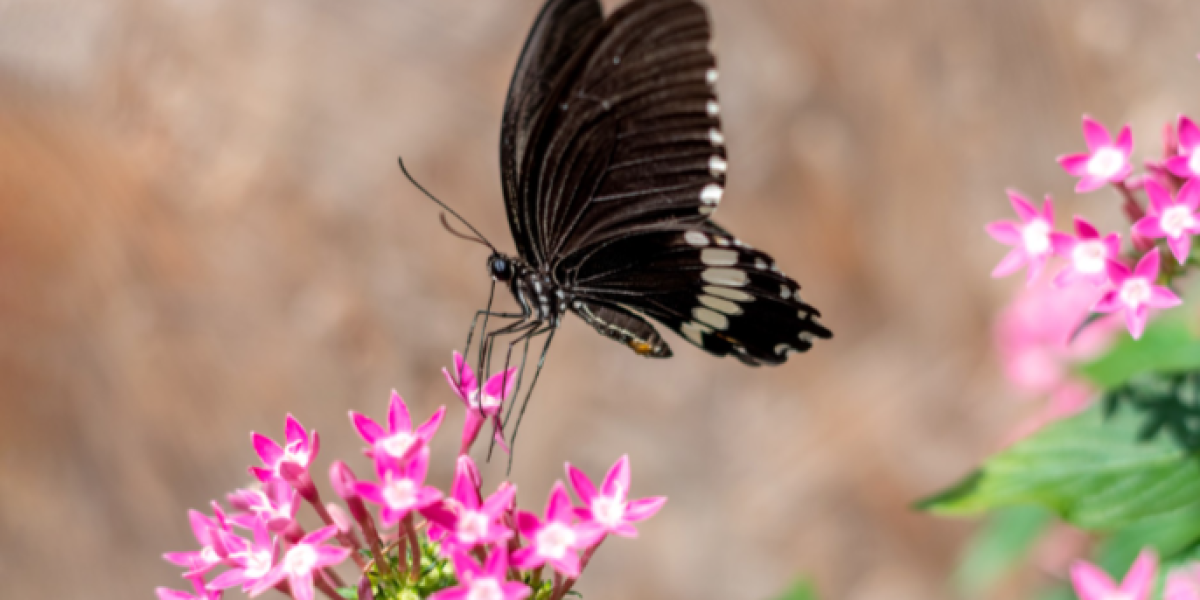 Qué significado tienen las mariposas negras