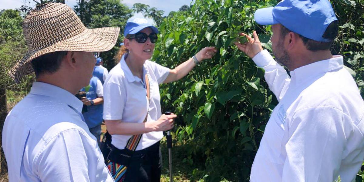 Narcotráfico: ONU dice que se debe avanzar en acción fronteriza para ...