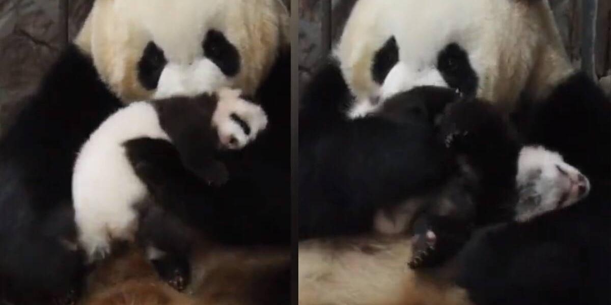 Video: tierno reencuentro entre bebé panda y su madre después de estar ...