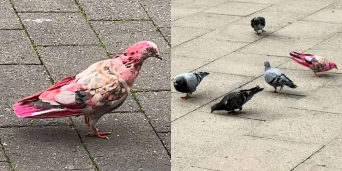 La misteriosa paloma rosada que intriga a todos: ¿a qué se debe el ...