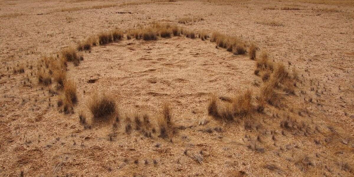 Científicos descubren el posibles origen de los 'círculos de hadas'