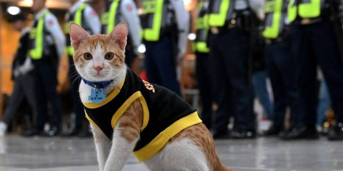 En fotos: gatitos en Filipinas se convierten en guardias de seguridad