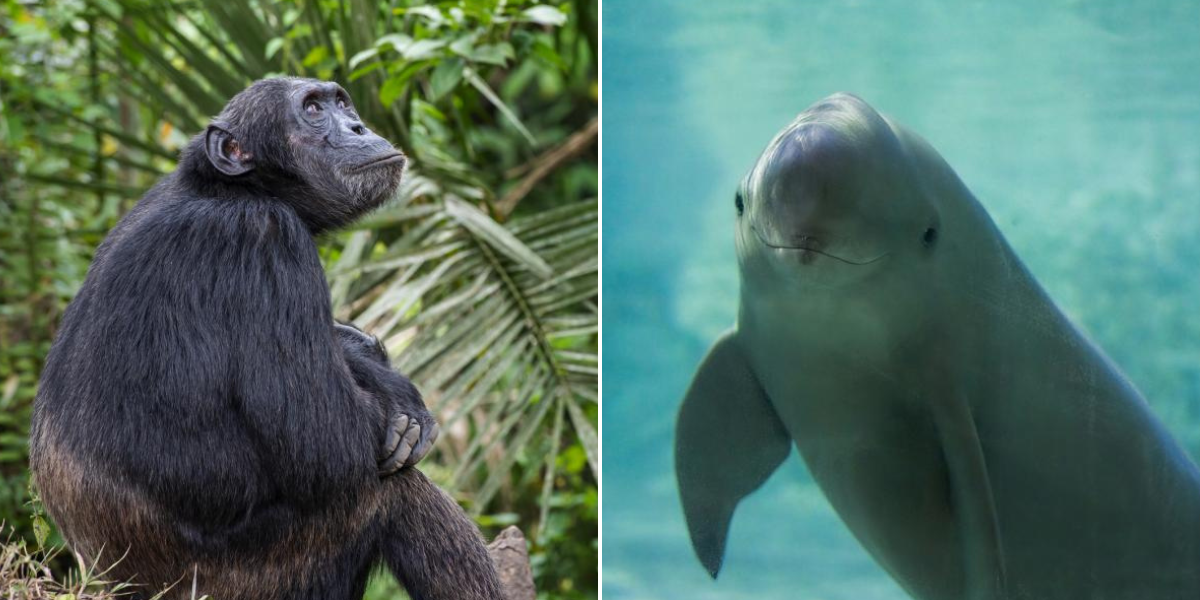 Día mundial de los animales: ¿cuáles son los más inteligentes?