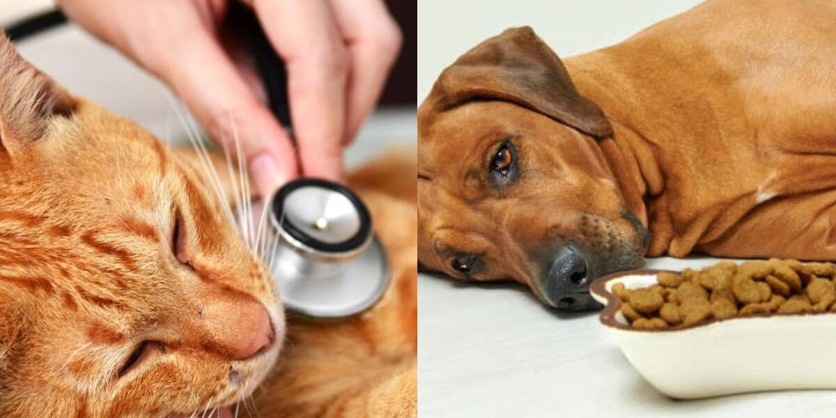¿Cuáles son los tipos de cáncer más comunes en perros y gatos?