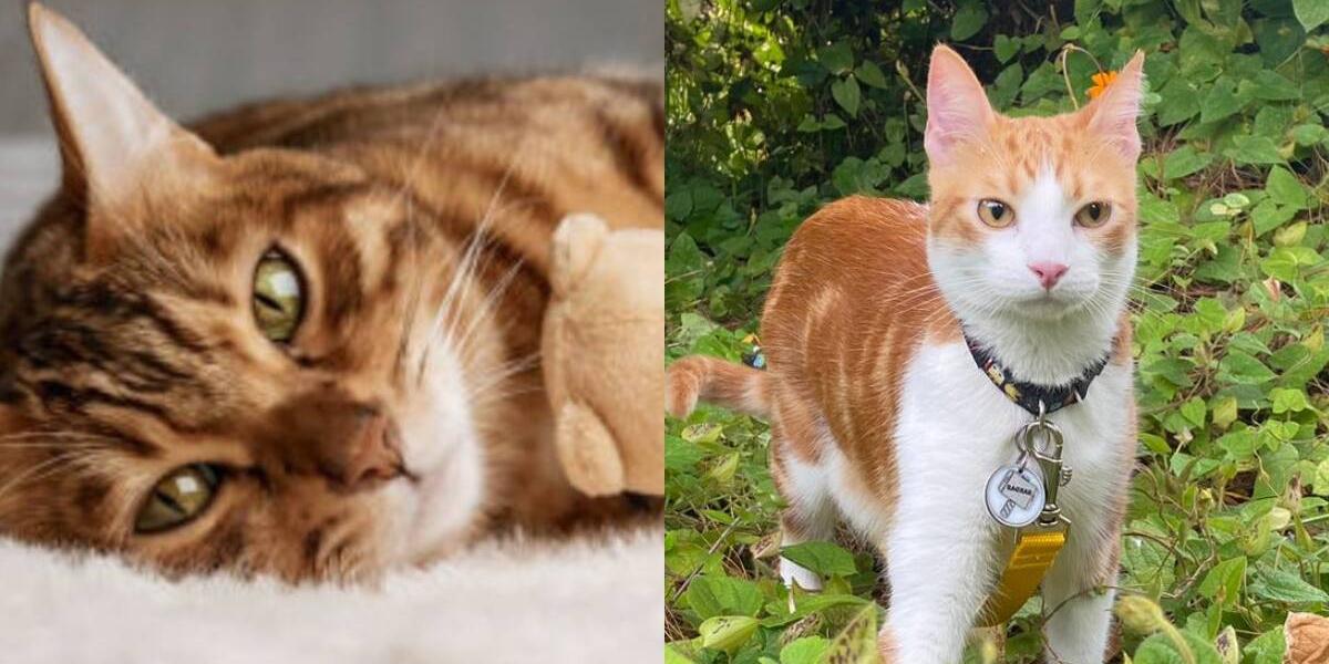 Estos son los colores que los gatos aprecian de manera diferente a los ...