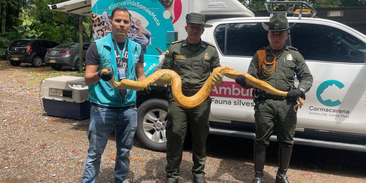 Rescatan en Meta a la primera anaconda albina hallada en estado silvestre