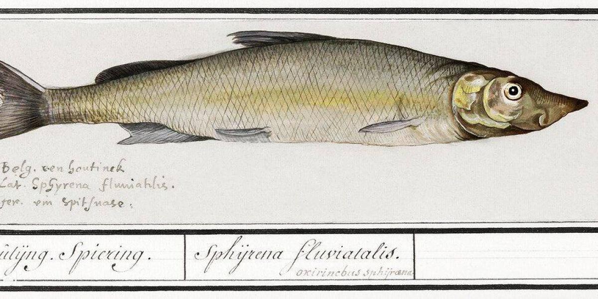 Este es el pez que fue declarado extinto y que resultó más vivo que nunca