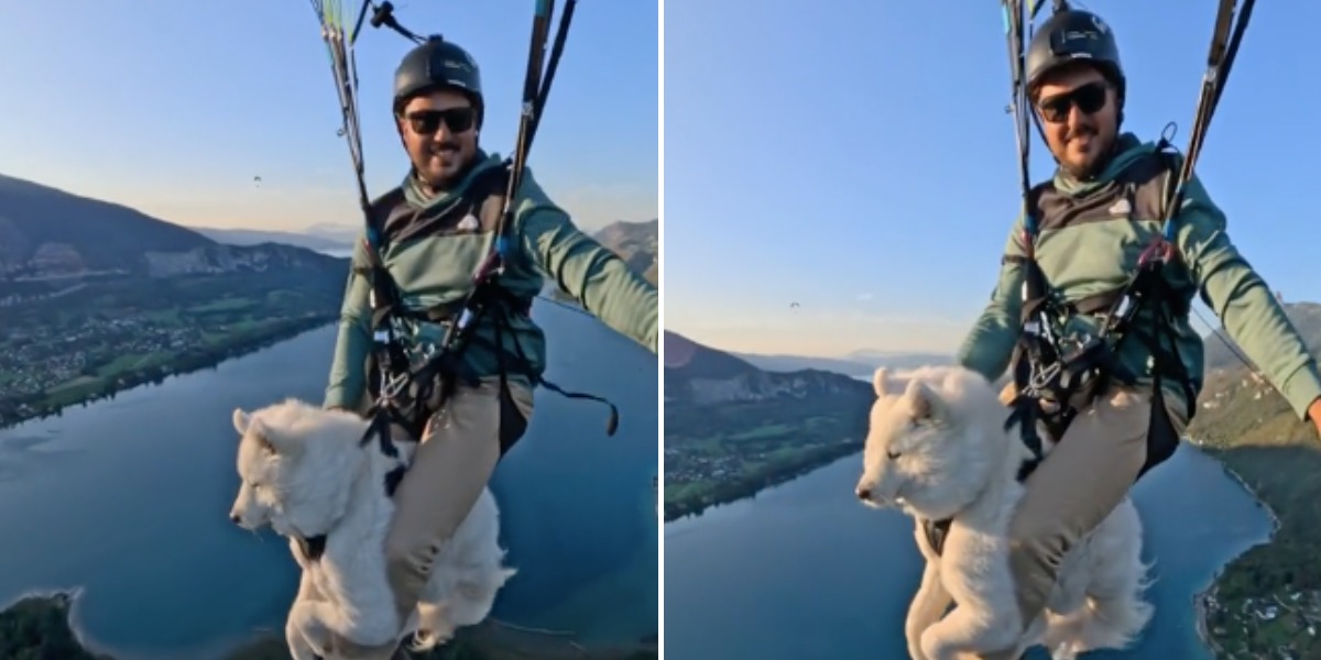 Video viral de un tiktoker saltando con su perro en paracaídas es ...