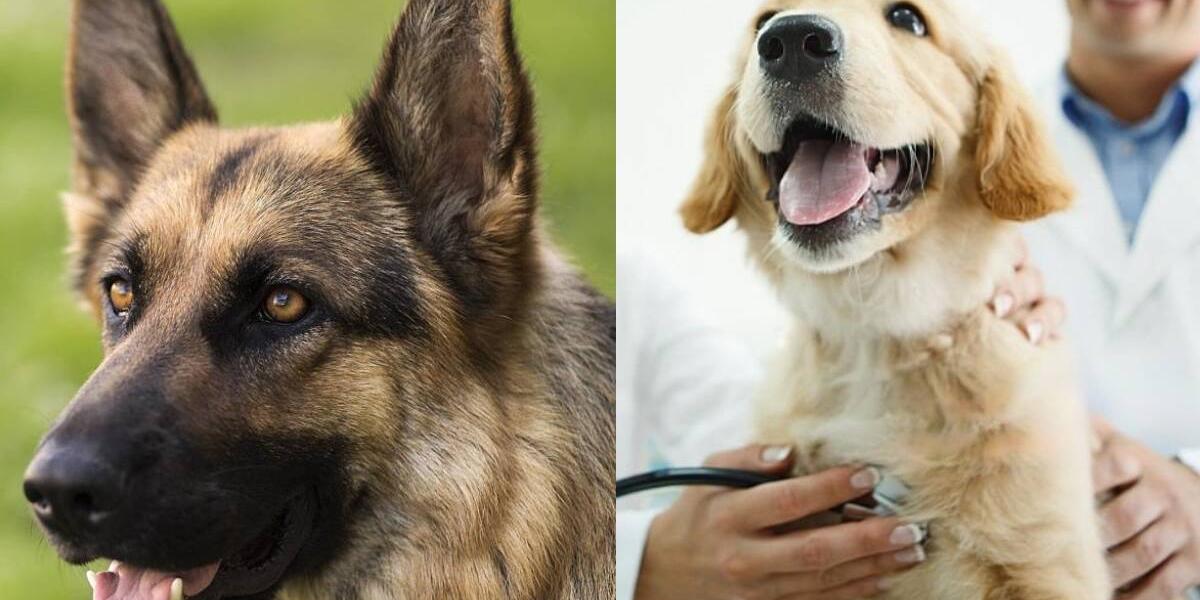 Los Cocker Spaniel Son Propensos Al Cancer