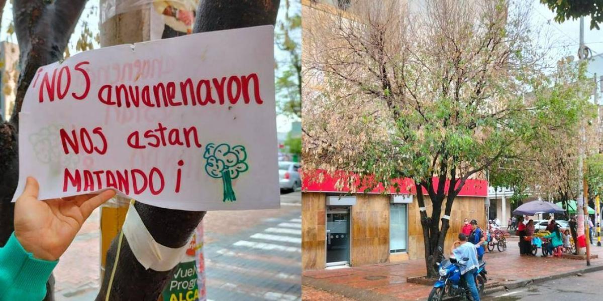 Árboles emblemáticos fueron envenenados con glifosato en Neiva