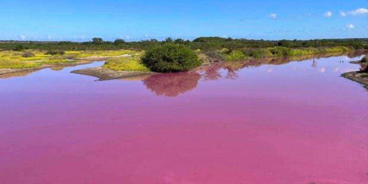 El lago de Estados Unidos que se volvió rosa: ¿por qué?