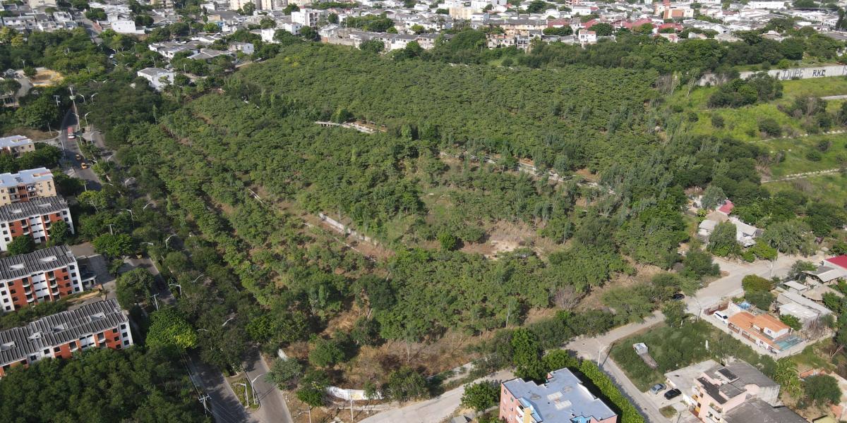 Bosques urbanos, la apuesta de Barranquilla para combatir el cambio ...