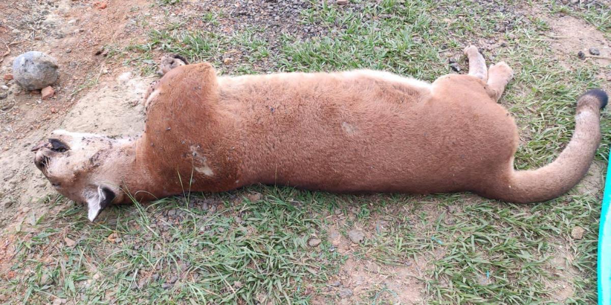 Hallan muerta una gigantesca puma en el Valle: le practican necropsia