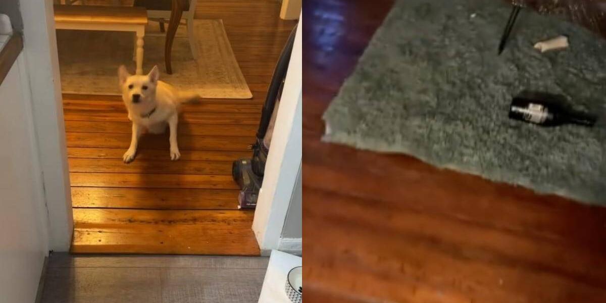 Indignación por perrito que termina borracho tras beber botellas de ...