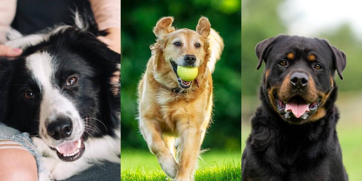 Esta es la raza de perros más popular en el mundo