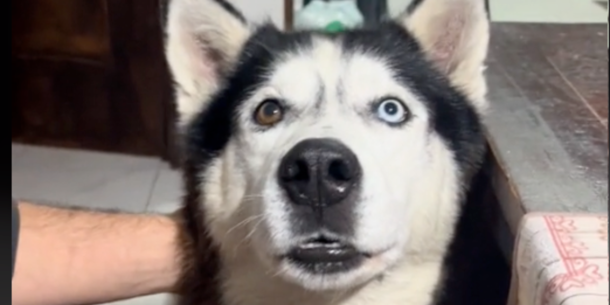 El perro que ladra con acento italiano y que desató el furor en las ...