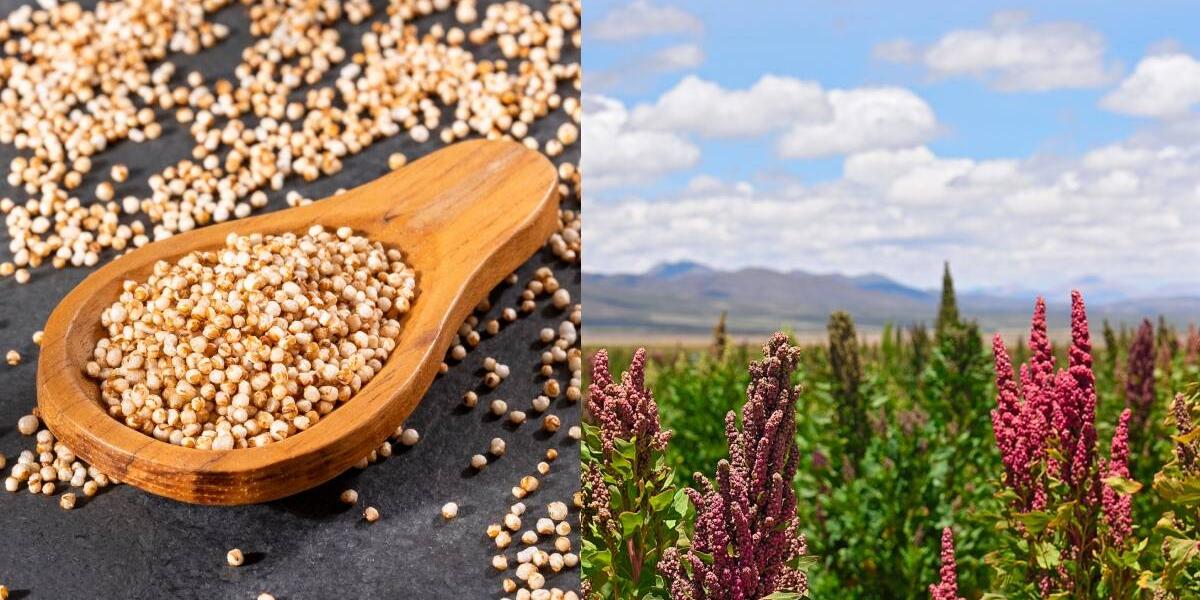 Conozca la semilla mexicana catalogada como 'superalimento' por la ciencia