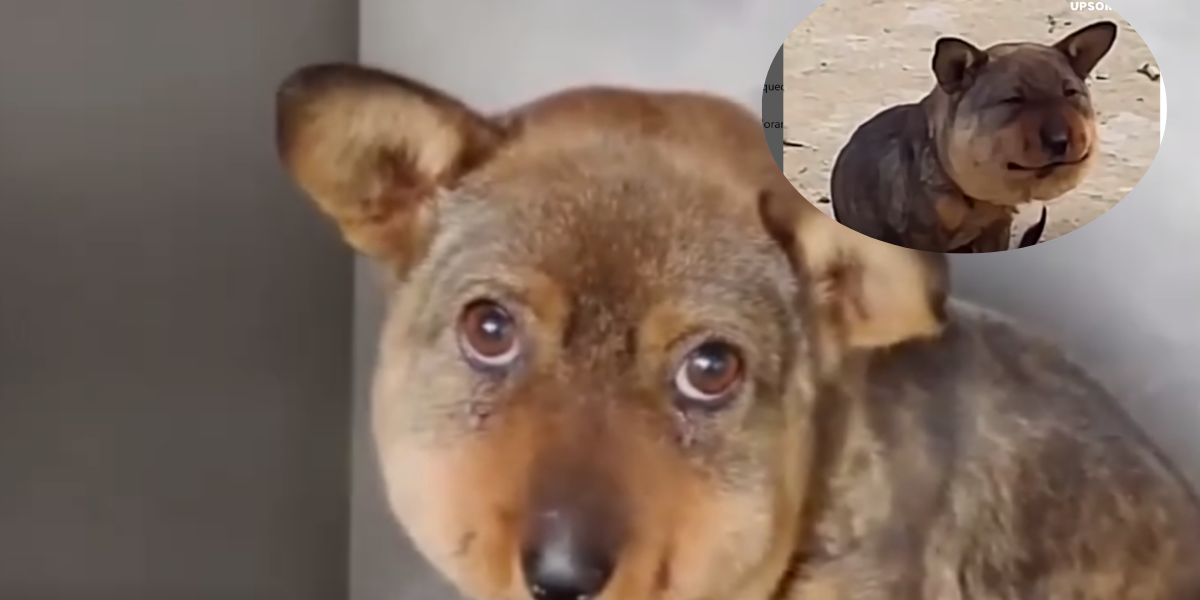 La 'cabeza hinchada' del perrito que escondía un horrible caso de ...