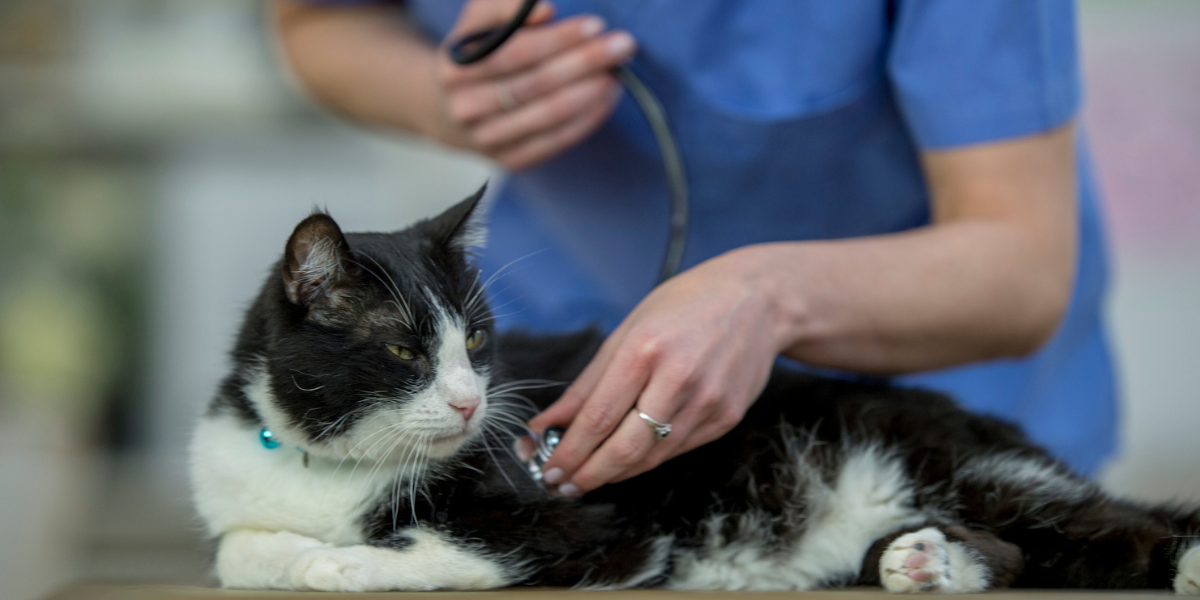 Gatos: ¿qué se debe hacer cuando presentan convulsiones?