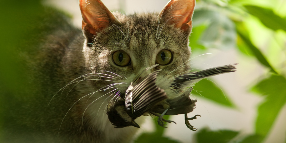 350 especies estarían en riesgo de extinción a causa de los gatos ...