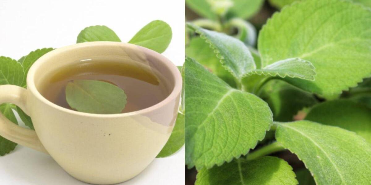 Planta medicinal de acetaminofén: aprenda a hacer té de boldo y conozca ...