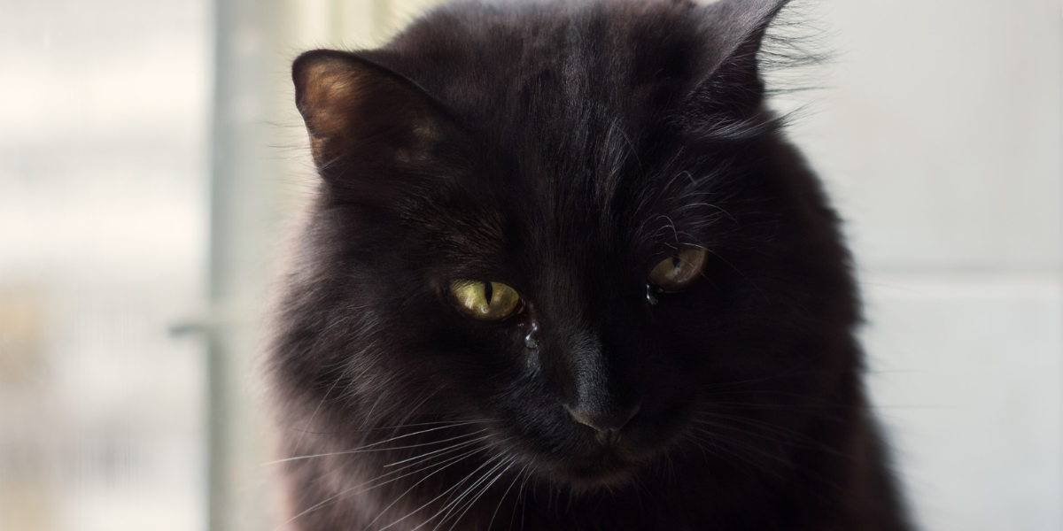 Un gato puede llorar con lágrimas reales: ¿en qué situaciones lo hacen?