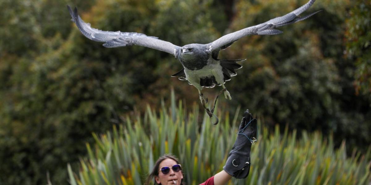 Especies en peligro encuentran refugio en Cota