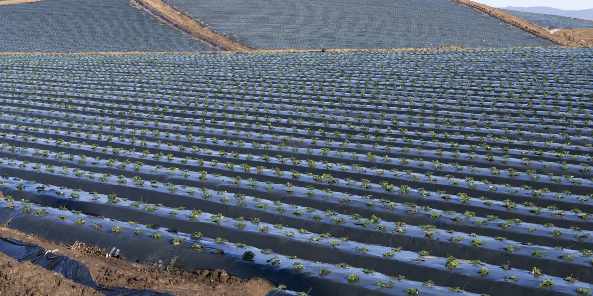 Enorme campo de frutos en Estados Unidos deben pagar por regar agua
