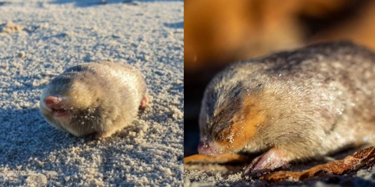 Iridiscente y sin ojos: encuentran animal que creían extinto desde 1936