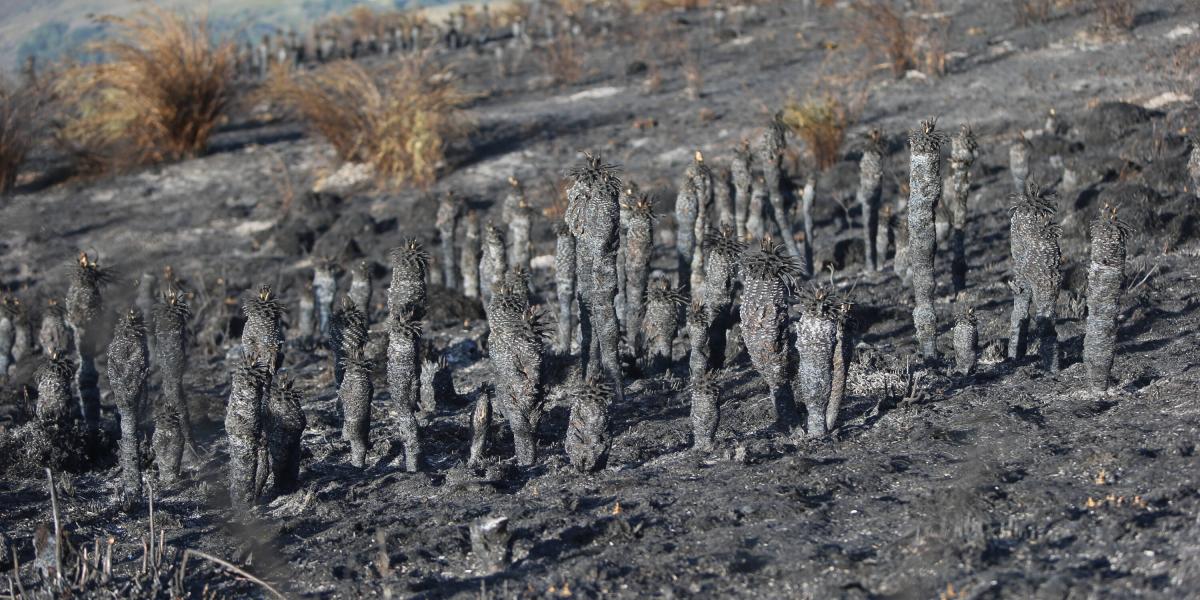 Incendios en páramos: ¿Por qué expertos señalan que aún no se debe ...