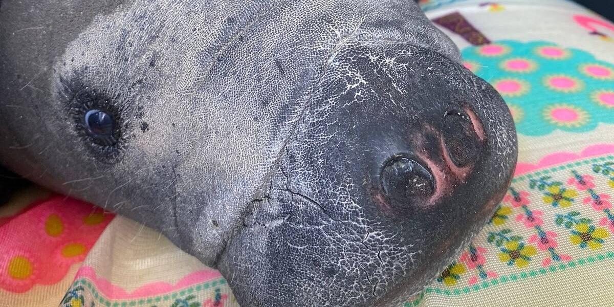 Rescatan bebé manatí varado por sequía en el río Magdalena