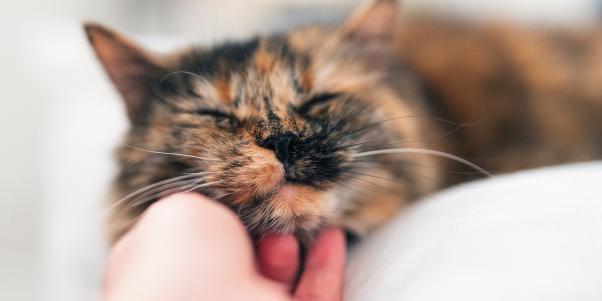 ¿Cuáles son los beneficios del ronroneo de los gatos en la salud humana?