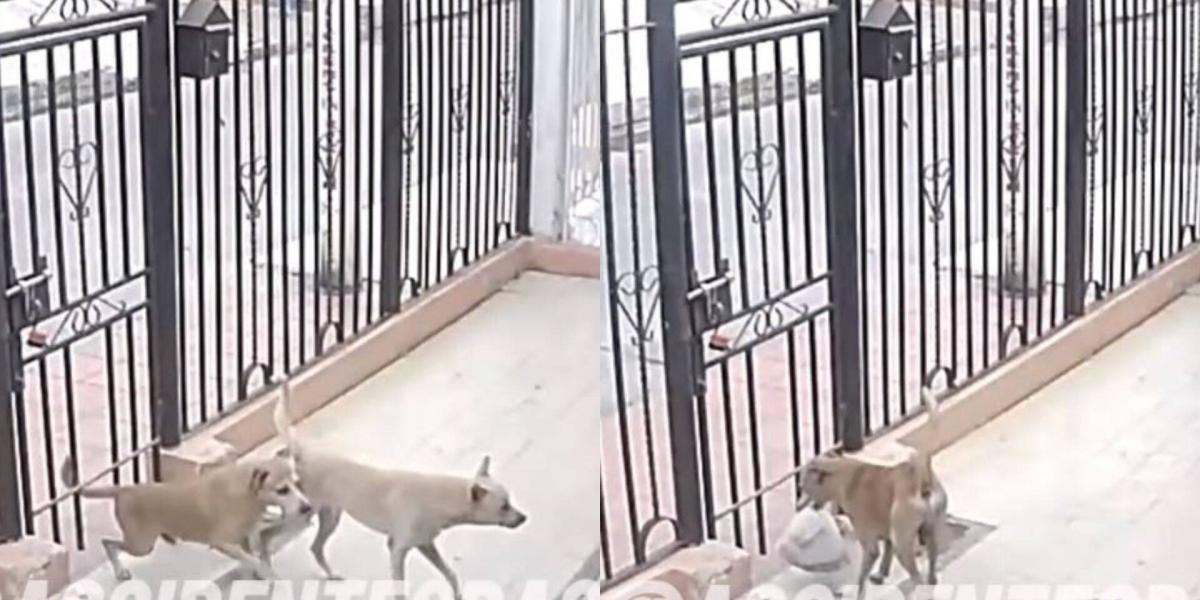 Atlántico: video de perros robando mercado a ciudadano en Soledad