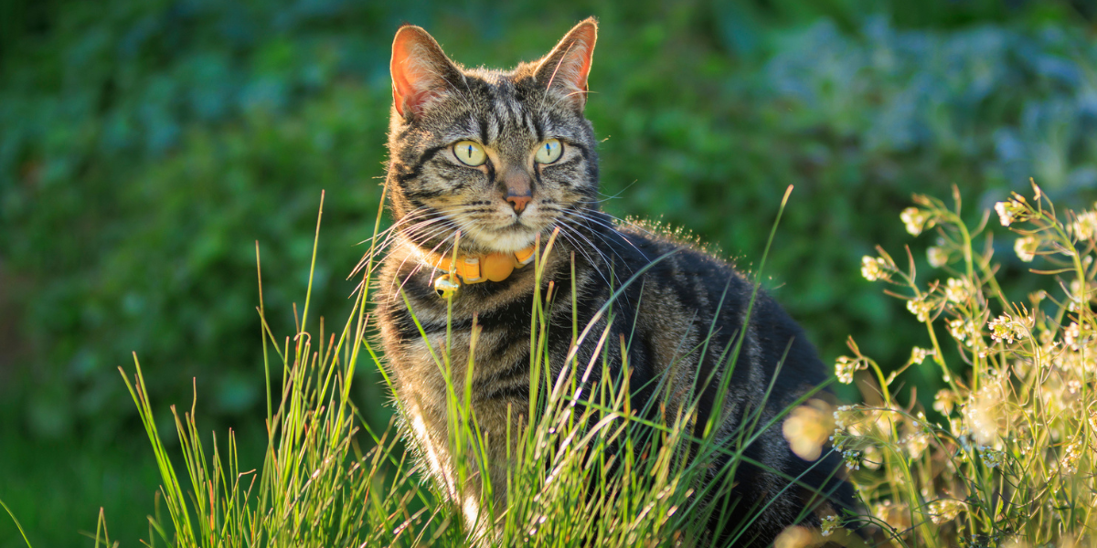 Gatos en celo: ¿cómo debe tratar a su mascota cuando está en este ciclo ...