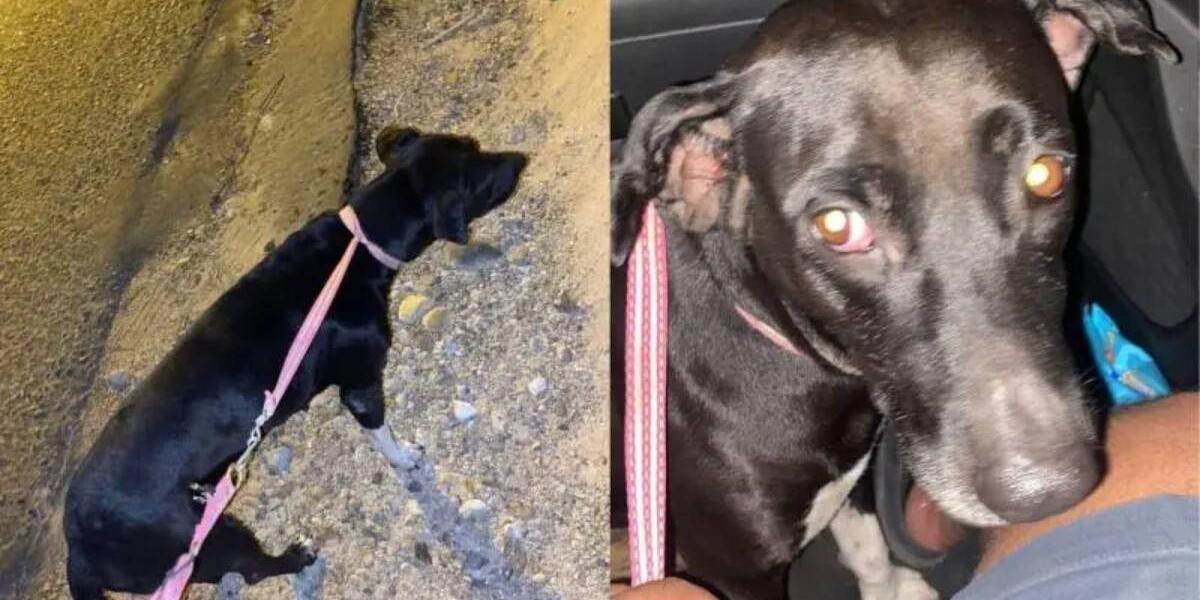 Hombre fue grabado mientras violaba a una perrita en Melgar, Tolima
