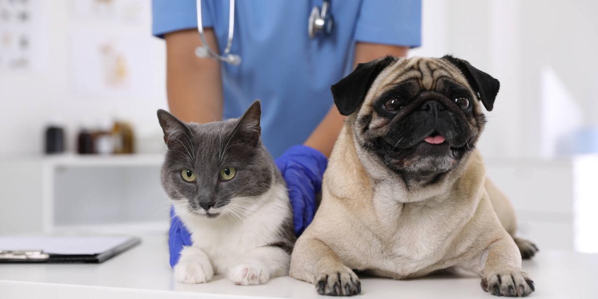 ¿Qué hacer si su perro o gato sufre convulsiones? Paso a paso en la ...