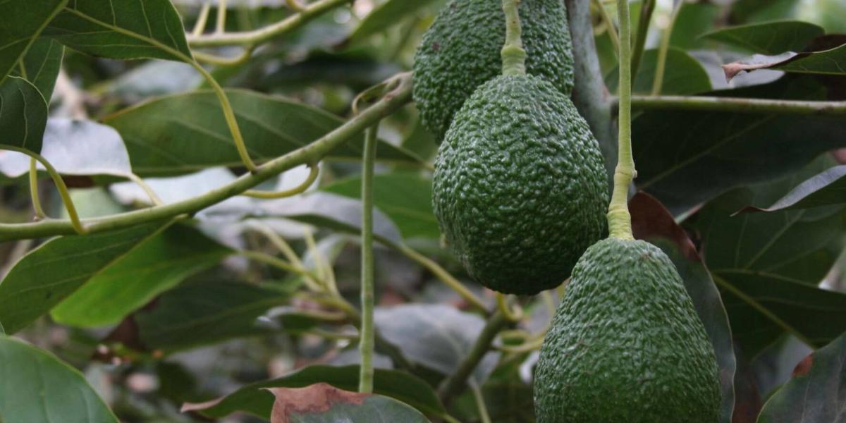 Clima, producción y procesos logísticos, los dolores de cabeza para las exportaciones de ...