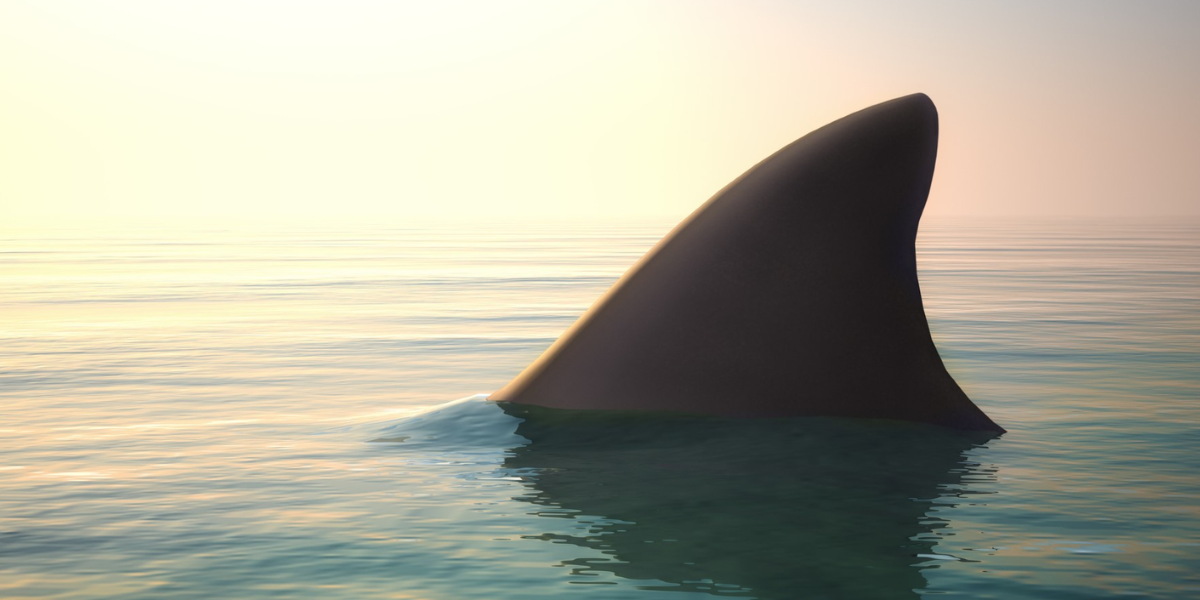 ¿Por qué la aleta de tiburón es apetecida? Detalles detrás de esta ...